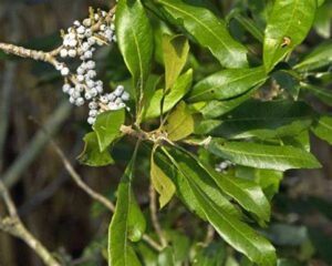 Southern wax myrtle is useful to humans and wildlife. - Bartram Trail ...